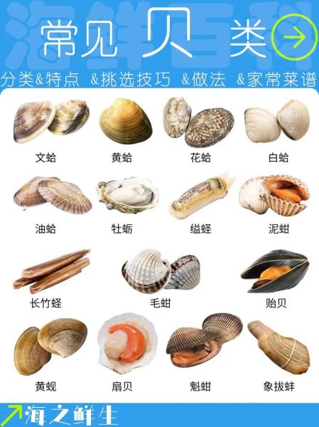 贝壳海鲜名称大全_哪些贝类适合清蒸-第1张图片-山城妙识