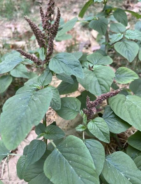 苋菜为什么叫汉菜_汉菜名称由来-第2张图片-山城妙识