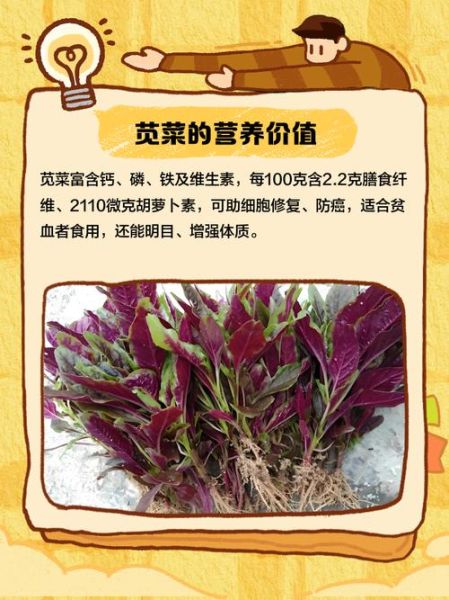 苋菜为什么叫汉菜_汉菜名称由来-第3张图片-山城妙识