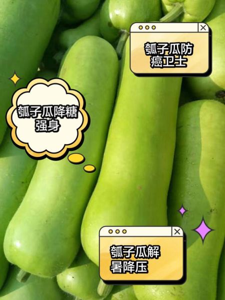 瓠子瓜的功效与作用_孕妇能吃吗-第2张图片-山城妙识