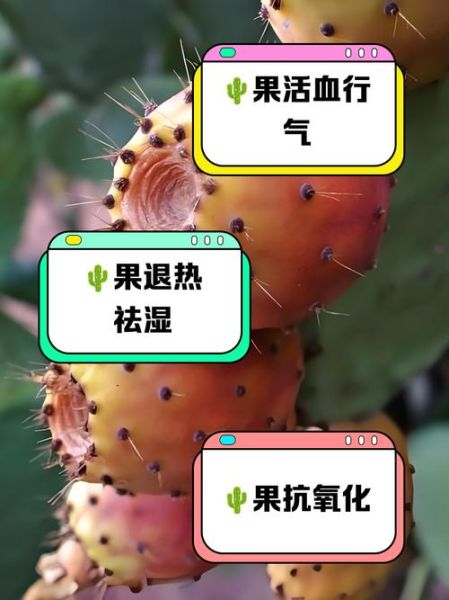 长期喝仙人掌果的功效_有什么副作用-第1张图片-山城妙识