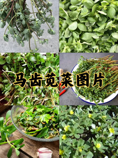 马齿苋图片长什么样_马齿苋的药用价值有哪些-第3张图片-山城妙识