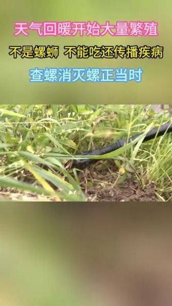 钉螺的危害有哪些_钉螺传播血吸虫病吗-第2张图片-山城妙识