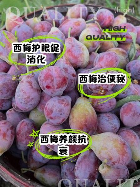 西梅图片水果_西梅的功效与作用-第3张图片-山城妙识 西梅图片水果_西梅的功效与作用-第3张图片-山城妙识