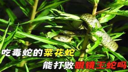 菜花蛇大战眼镜王蛇_谁才是真正的蛇中之王-第1张图片-山城妙识