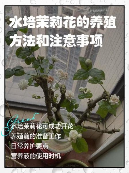 茉莉花怎么养_茉莉花养殖注意事项-第1张图片-山城妙识