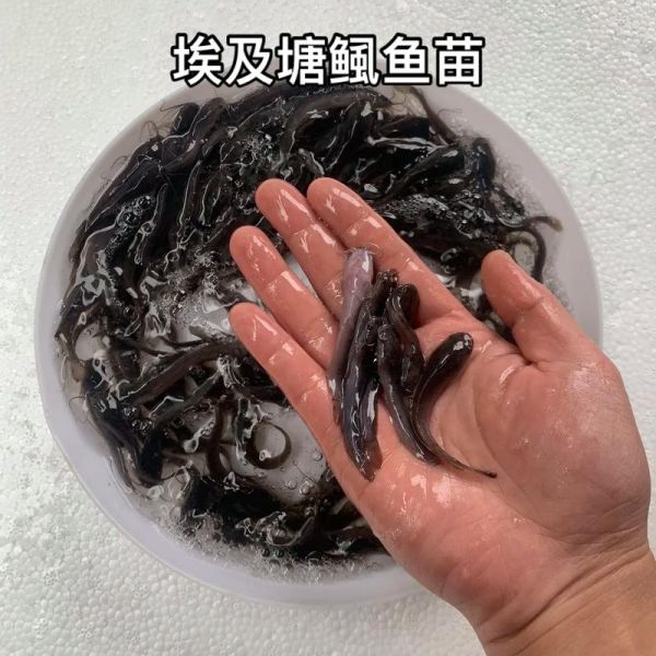 鲶鱼苗怎么挑选_鲶鱼苗价格多少钱一斤-第3张图片-山城妙识