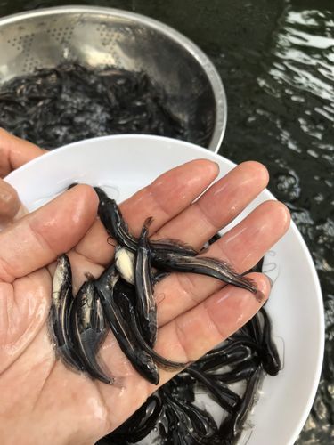 鲶鱼苗怎么挑选_鲶鱼苗价格多少钱一斤-第2张图片-山城妙识
