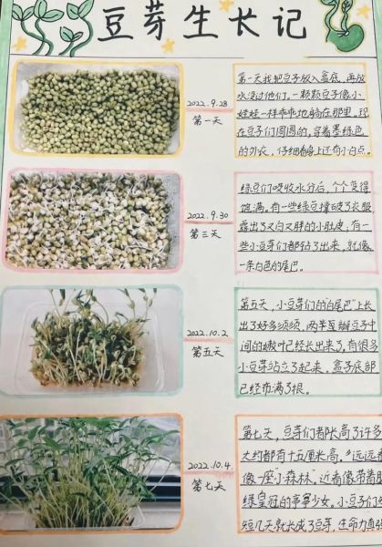 绿豆芽怎么发_发绿豆芽的详细步骤-第1张图片-山城妙识