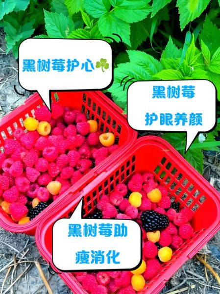 黑树莓哪些人不能吃_黑树莓的禁忌有哪些-第3张图片-山城妙识