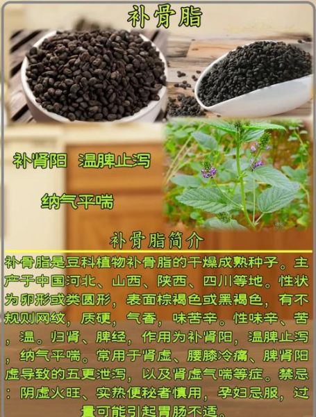 补骨脂对女人的好处_女人吃补骨脂有哪些功效-第1张图片-山城妙识