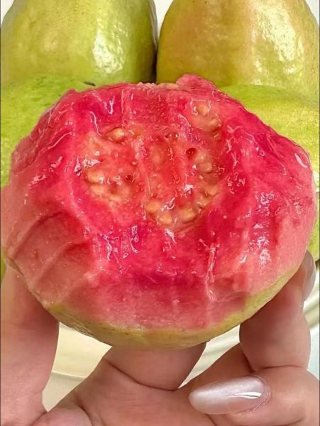草莓丝瓜芭乐未满十八岁能吃吗_草莓丝瓜芭乐适合青少年吗-第3张图片-山城妙识