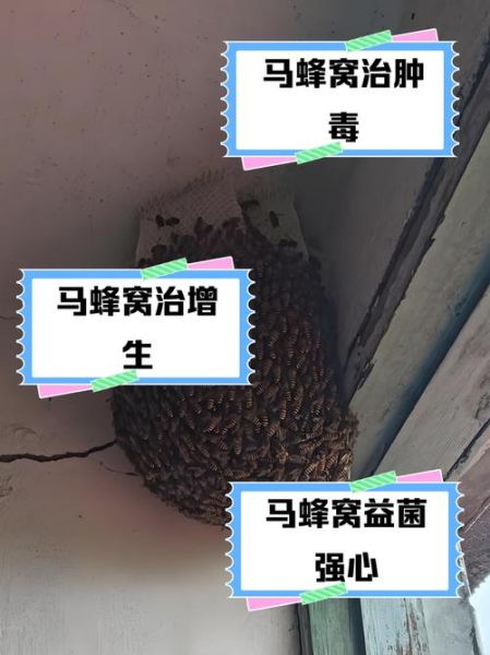 马蜂窝的功效与作用_马蜂窝泡酒有什么功效-第2张图片-山城妙识
