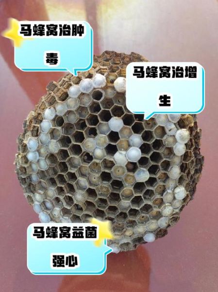 马蜂窝的功效与作用_马蜂窝泡酒有什么功效-第3张图片-山城妙识