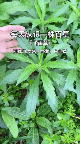 蓬蒿的读音是什么_蓬蒿怎么读才标准-第3张图片-山城妙识