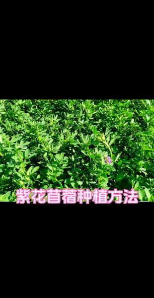 苜蓿草是什么_苜蓿草怎么种植-第1张图片-山城妙识