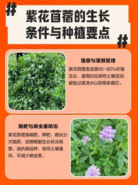 苜蓿草是什么_苜蓿草怎么种植-第3张图片-山城妙识
