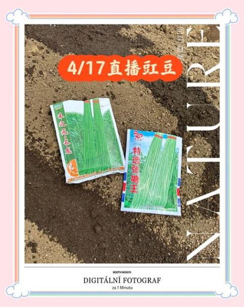 豇豆怎么种_豇豆种植技术与管理-第3张图片-山城妙识