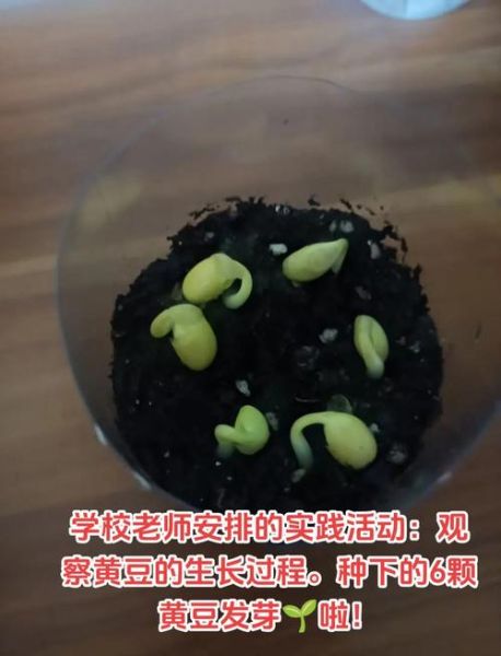 黄豆芽怎么发_家庭无土培育技巧-第2张图片-山城妙识