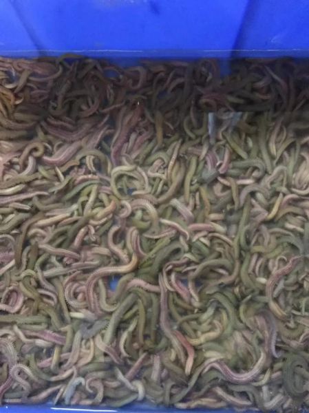 禾虫的营养价值_禾虫的功效与作用-第2张图片-山城妙识