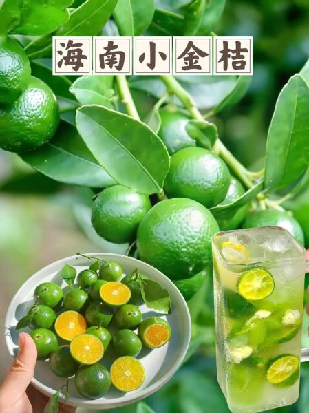 金桔图片大全_金桔怎么挑选-第3张图片-山城妙识 金桔图片大全_金桔怎么挑选-第3张图片-山城妙识