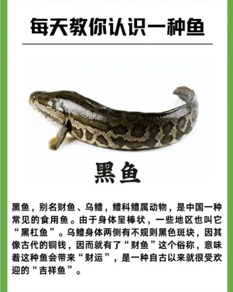 黑鱼图片多少钱一斤_黑鱼市场价最新行情-第1张图片-山城妙识