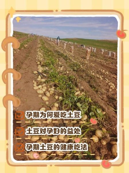 孕妇可以吃土豆吗_孕期吃土豆对胎儿好吗-第2张图片-山城妙识