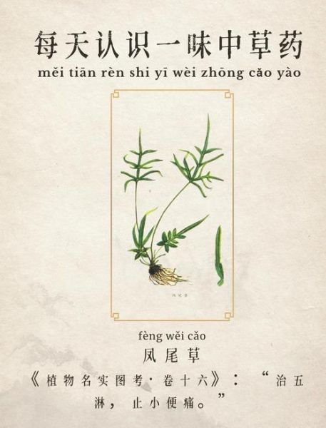 凤尾草能治什么病_凤尾草的功效与作用-第3张图片-山城妙识