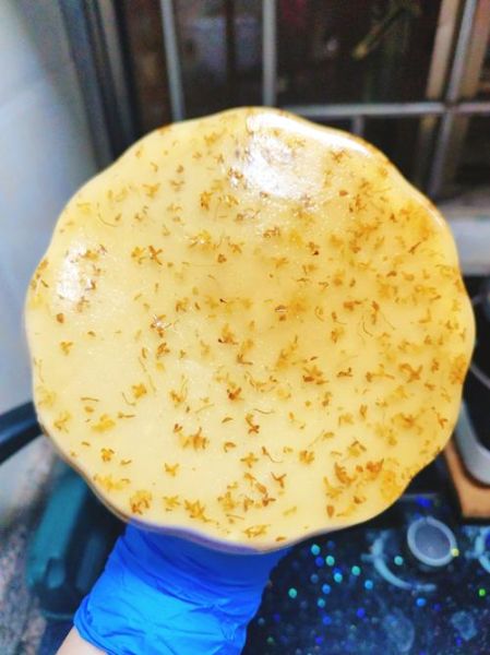 椰汁桂花糕怎么做_椰汁桂花糕的做法步骤-第1张图片-山城妙识