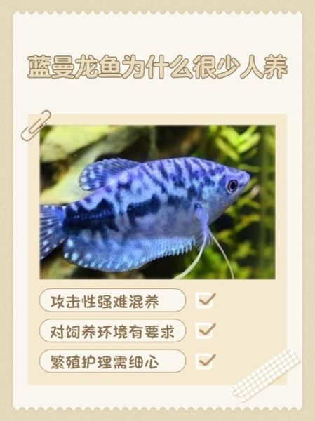 蓝曼龙鱼为什么很少人养_蓝曼龙鱼难养吗-第1张图片-山城妙识