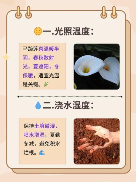 马蹄莲的养殖方法和注意事项_马蹄莲怎么养才开花-第1张图片-山城妙识