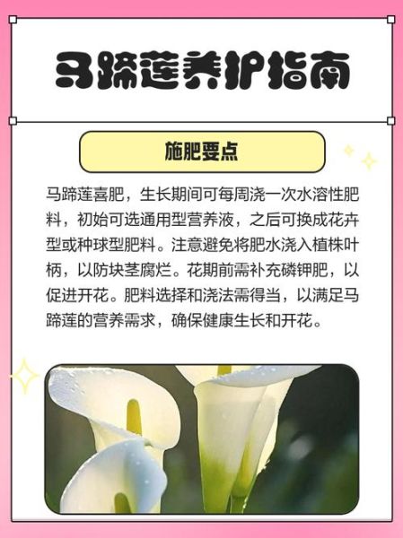 马蹄莲的养殖方法和注意事项_马蹄莲怎么养才开花-第2张图片-山城妙识
