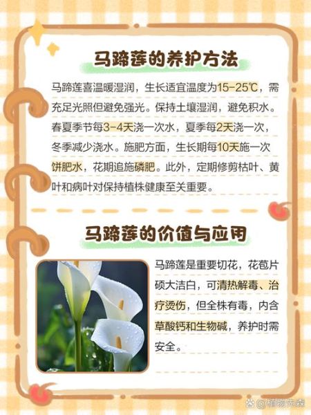 马蹄莲的养殖方法和注意事项_马蹄莲怎么养才开花-第3张图片-山城妙识