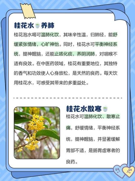 喝桂花的危害有多可怕_长期饮用会中毒吗-第1张图片-山城妙识
