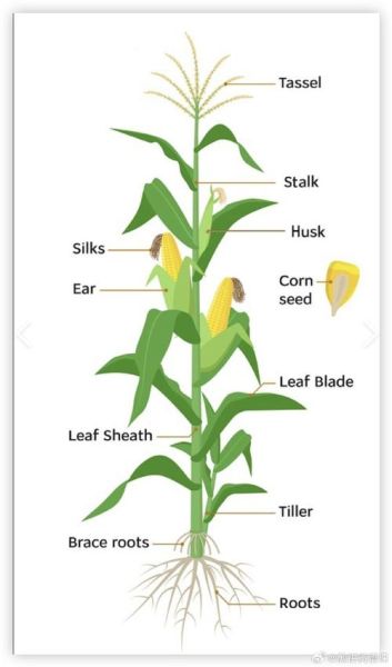 玉米怎么说英语_玉米英文corn还是maize-第1张图片-山城妙识