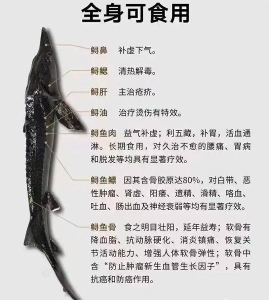 鲟鱼图片多少钱一斤_鲟鱼价格行情-第1张图片-山城妙识