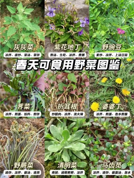 野菜大全_哪些野菜可以吃-第1张图片-山城妙识