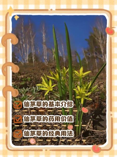 仙茅的功效与作用是什么_仙茅主治哪些疾病-第3张图片-山城妙识 仙茅的功效与作用是什么_仙茅主治哪些疾病-第3张图片-山城妙识