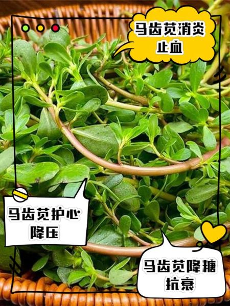 马齿苋怎么读拼音_马齿苋的功效与作用-第2张图片-山城妙识