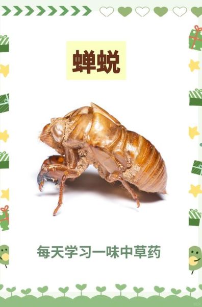 蝉蜕怎么读_蝉蜕的功效与作用-第1张图片-山城妙识