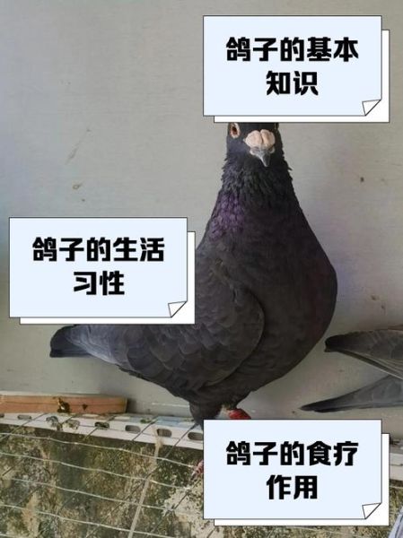 鸽子怎么读_鸽子的拼音是什么-第1张图片-山城妙识