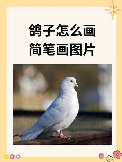 鸽子怎么读_鸽子的拼音是什么-第3张图片-山城妙识