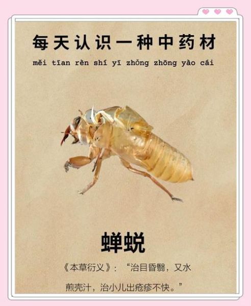 蝉蜕怎么读_蝉蜕的功效与作用-第2张图片-山城妙识