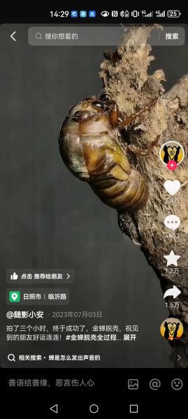 蝉蜕怎么读_蝉蜕的功效与作用-第3张图片-山城妙识