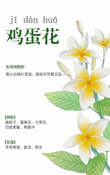 鸡蛋花的功效与作用有哪些_鸡蛋花泡水喝的好处-第1张图片-山城妙识