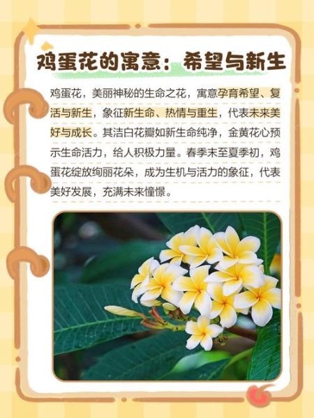 鸡蛋花的功效与作用有哪些_鸡蛋花泡水喝的好处-第3张图片-山城妙识