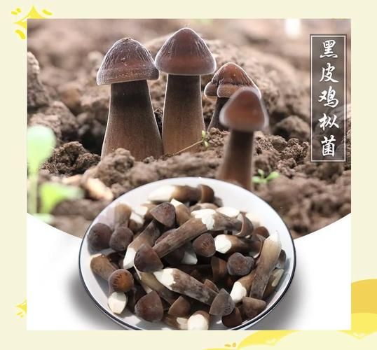 黑皮鸡枞菌的功效与作用_黑皮鸡枞菌怎么吃最好-第1张图片-山城妙识