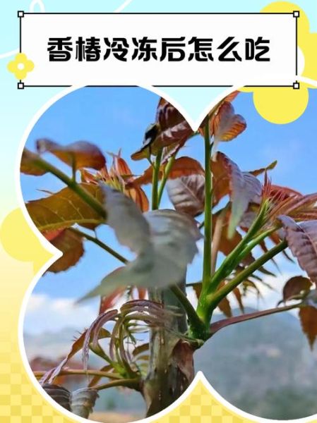 冷冻香椿怎么做好吃_冷冻香椿解冻后还能保持香味吗-第1张图片-山城妙识