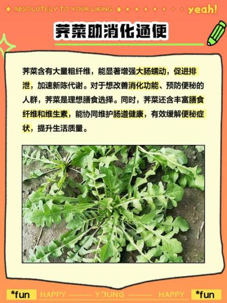 荠菜的功效与作用_荠菜什么人不能吃-第1张图片-山城妙识
