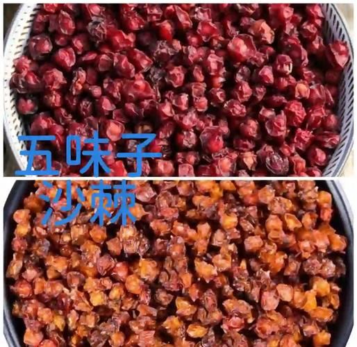 五味子图片全图长什么样_如何辨别真假五味子-第3张图片-山城妙识